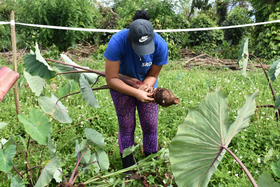 Ministry for Pacific Peoples — Toloa helps Samoan Scientist boost next ...